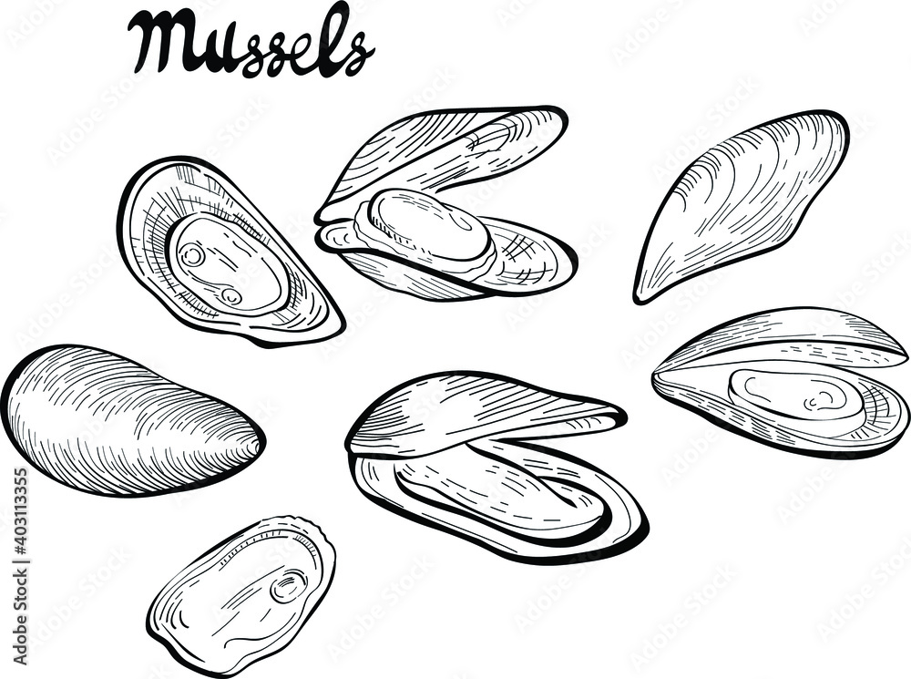 mussels food, hand drawn vector illustration and lettering isolated on ...
