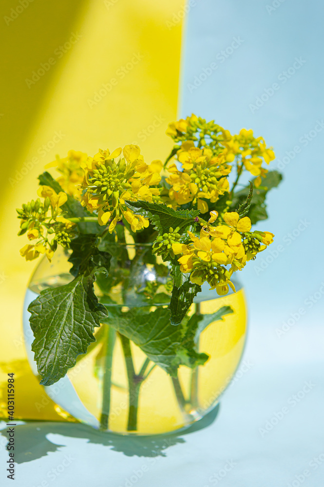 Sinapis arvensis, mustard spring yellow blossom against in a glass vase ...
