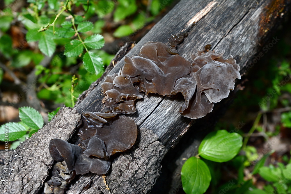 Jews ear (wood ear, Auricularia auricula, Hirneola polytricha, jelly ...