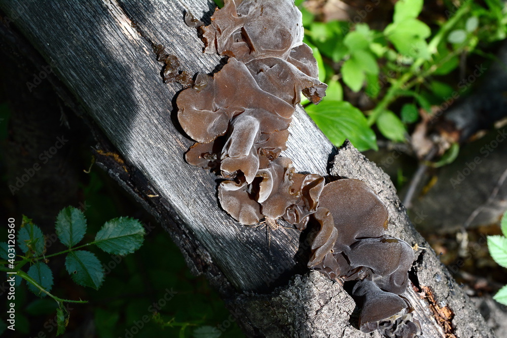 Jews ear (wood ear, Auricularia auricula, Hirneola polytricha, jelly ...