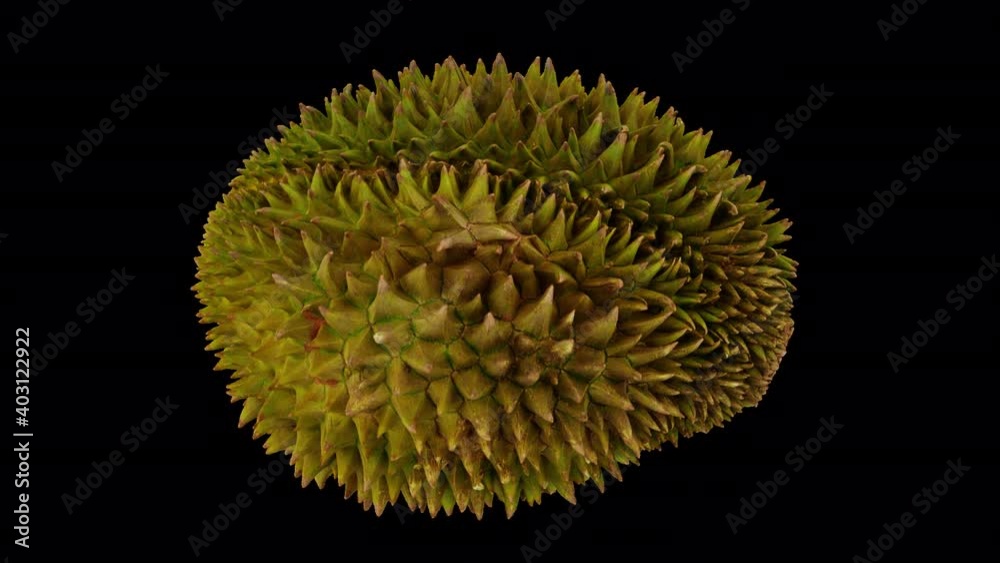 Realistic render of a rolling Durian fruit on transparent background ...