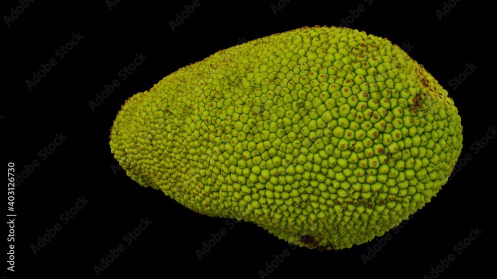 Realistic render of a spinning Taro (Gabi) Root on transparent ...