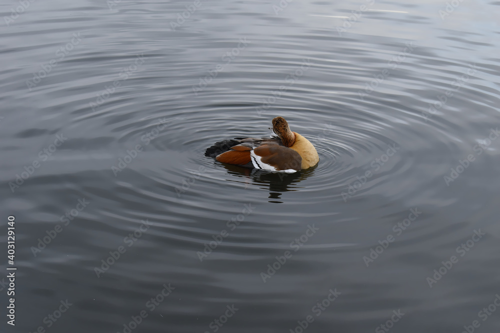 Egyptian goose floating in water. These distinctive small geese are ...