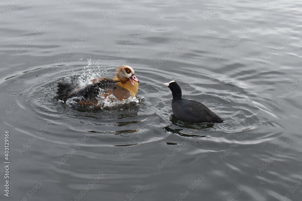 Egyptian goose chasing a coot in the round pond in Kensington gardens ...
