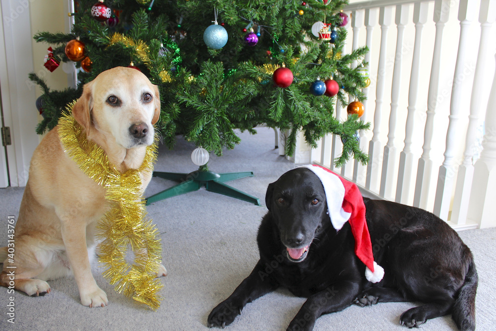 Golden and Black Labrador siblings in the Christmas spirit sitting in ...