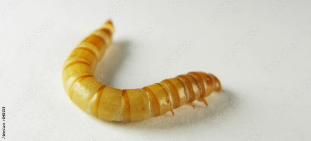 Background texture of dried mealworms, the larvae of the darkling ...