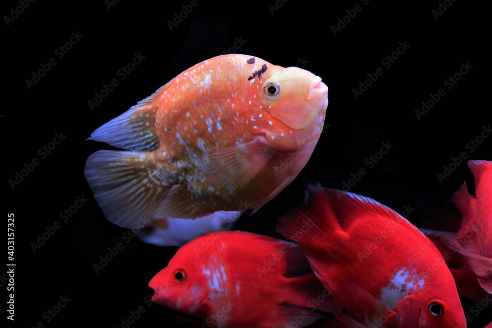 hybrid orange Parrot Cichlid are swimming in freshwater aquarium. blood ...
