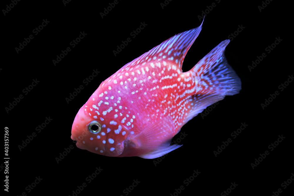 hybrid pink and white Parrot Cichlid are swimming in freshwater ...