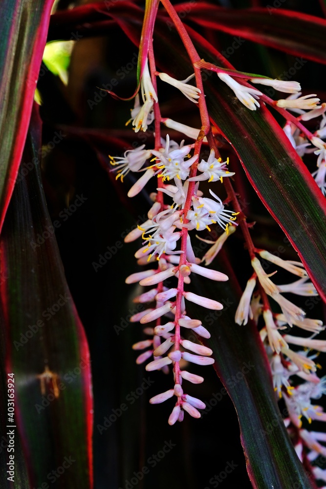 Beautiful blooming Ti plant flower (Cordyline fruticosa (L.) A.Chev ...