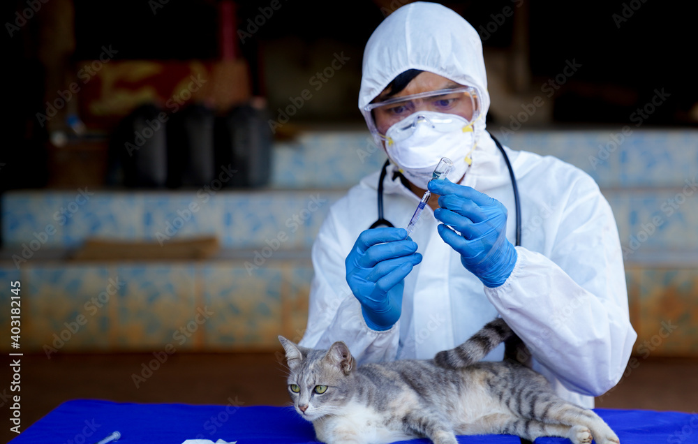 Veterinarians wear PPE for canine distempervirus (CDV) vaccine. Cats ...