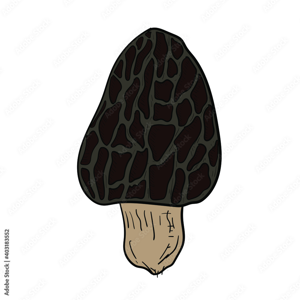 Hand-drawn isolated morel. Vector cartoon illustration. Stock Vector ...