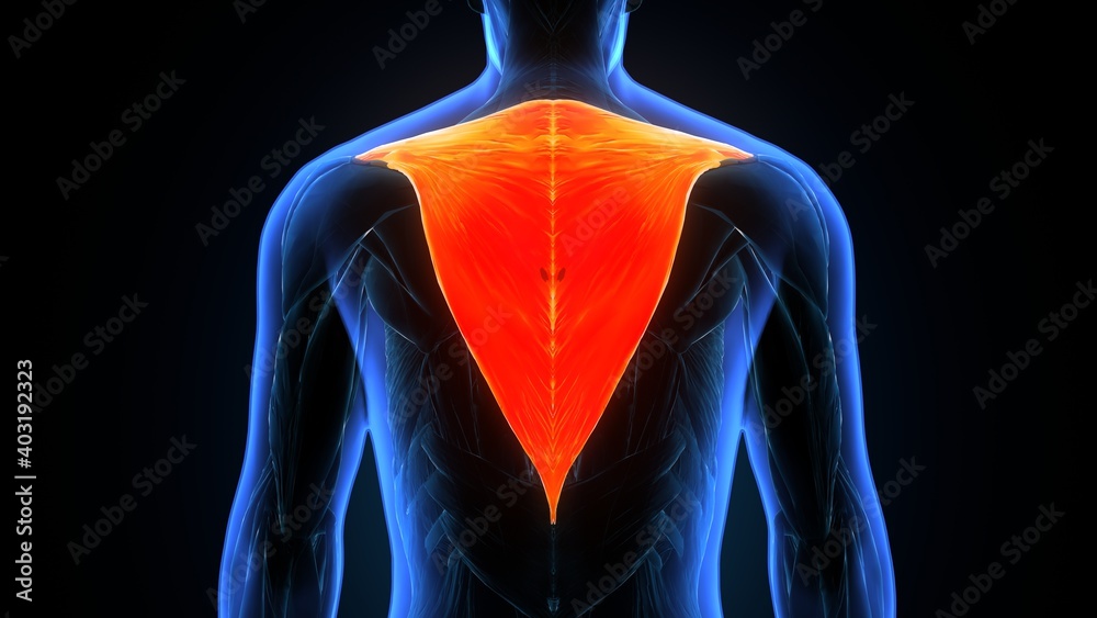 3d Illustration of human muscular System torso muscles trapezius Muscle ...