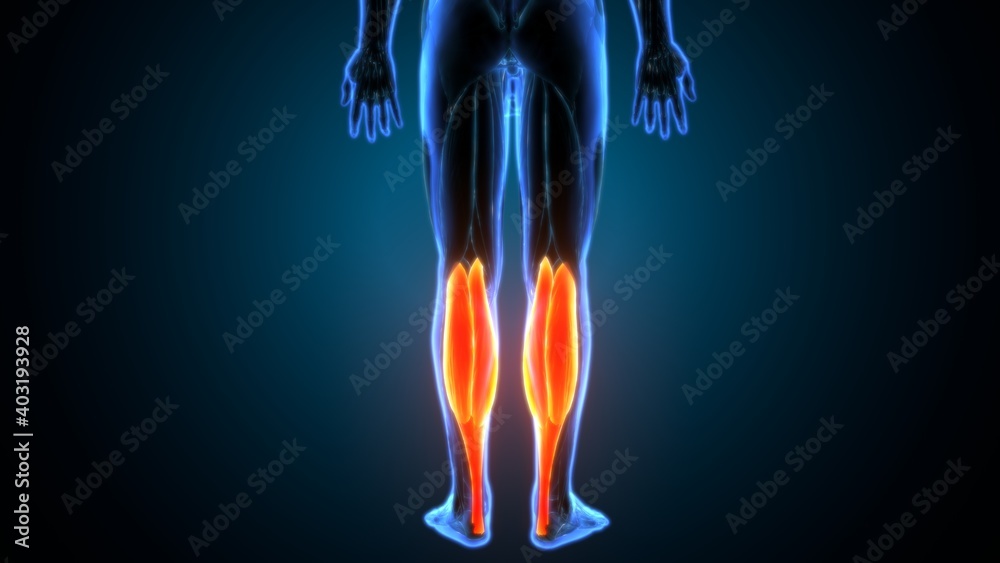 3d illustration of human body gastrocnemius muscle anatomy Stock ...