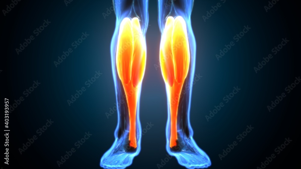 3d illustration of human body gastrocnemius muscle anatomy Stock ...