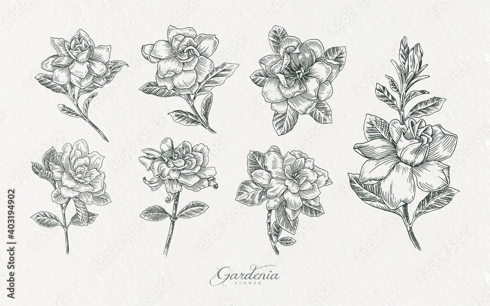gardenia flower line art illustration hand drawn assets Stock Vector ...