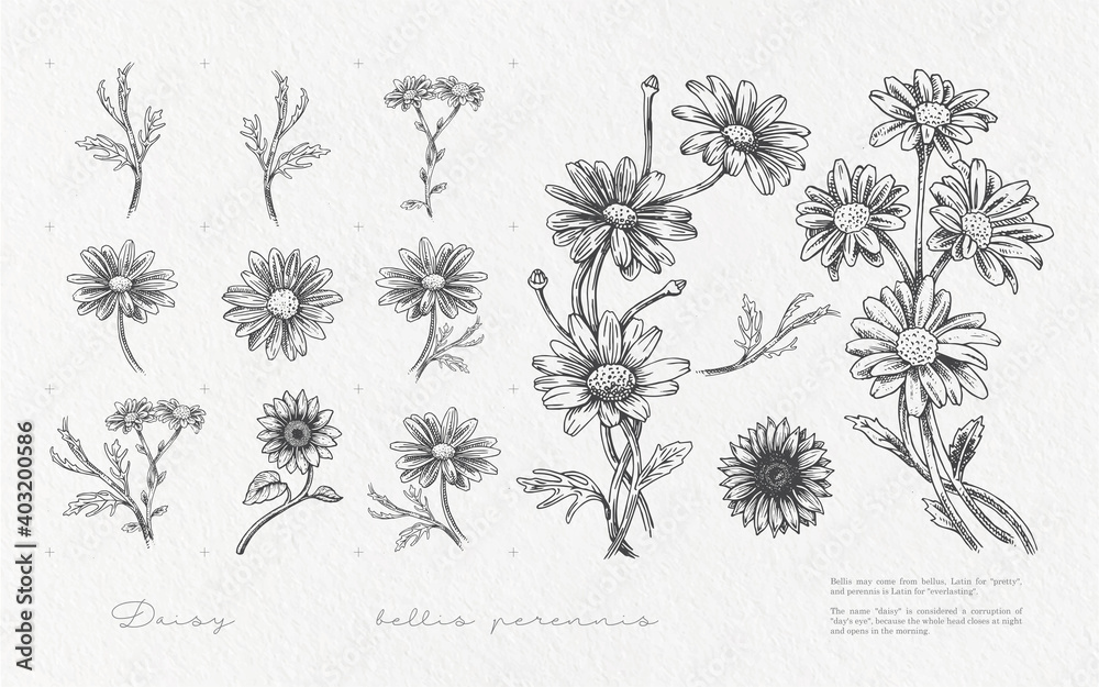 Daisy flower and leaf hand drawn illustration assets Stock Vector ...
