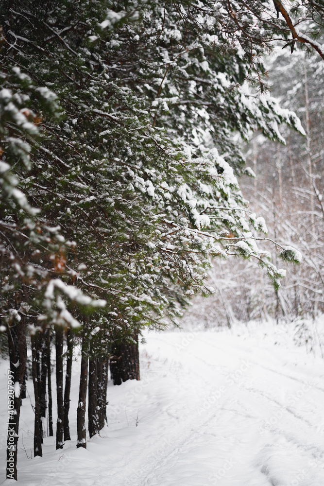 Winter forest landscape with snow-covered pine trees and a road ...