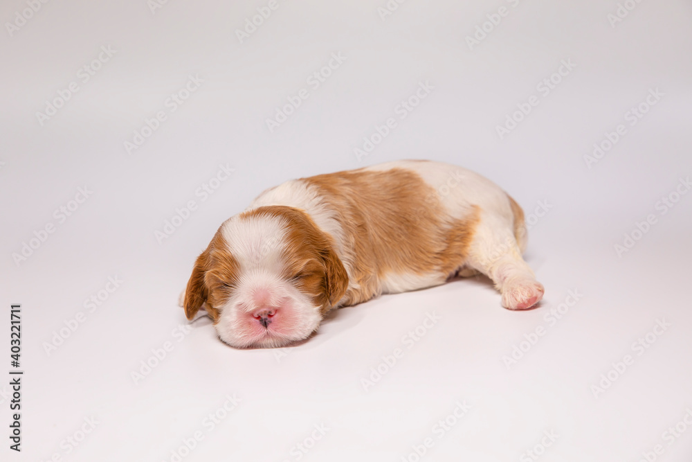 Cavalier King Charles Spaniel Newborn Puppies