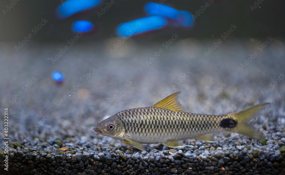 Crossocheilus reticulatus silver flying fox is a freshwater algae eater ...