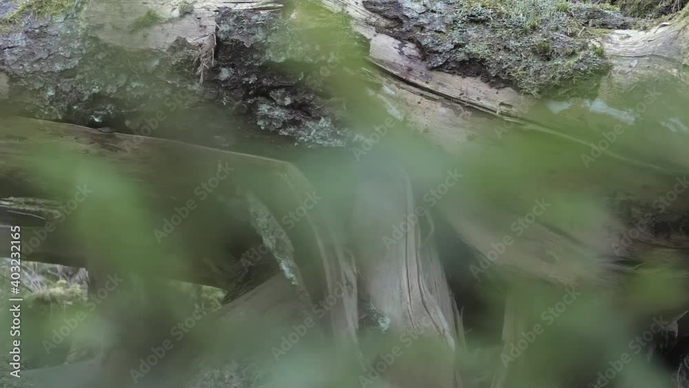 Closer look of the big roots of the trees in Finland and the fallen ...