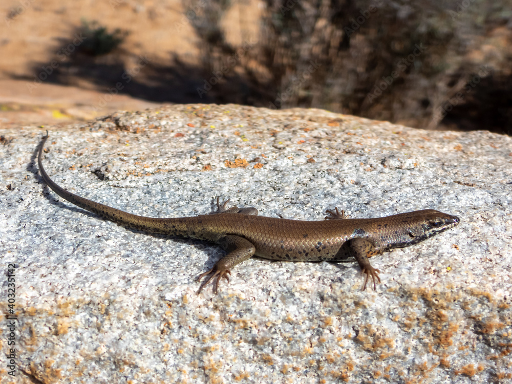 Western Rock Skink (Trachylepis sulcata) from Springbok, Northern Cape ...