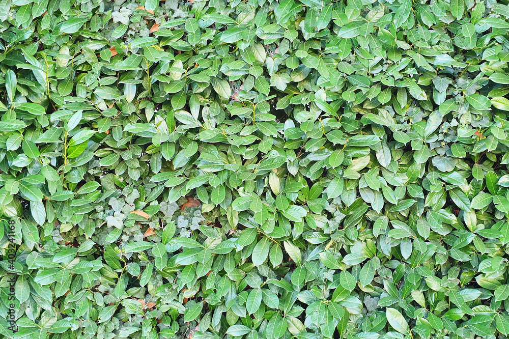 Seamless green leaves texture, bush and hedge pattern, high resolution ...