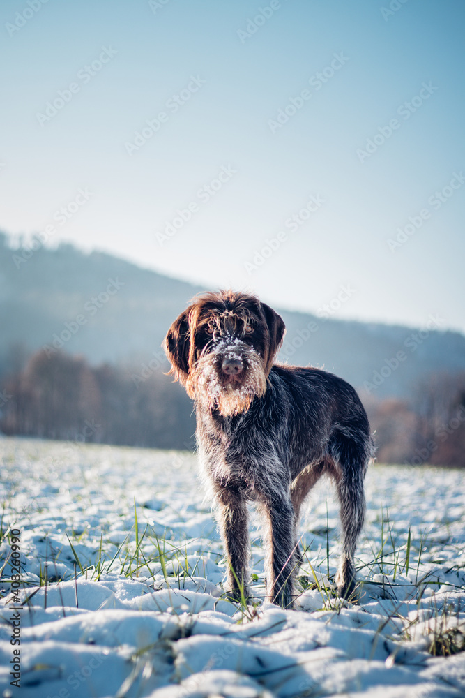 Portrait of a hunting dog,Rough-coated Bohemian Pointer, in a snowy ...