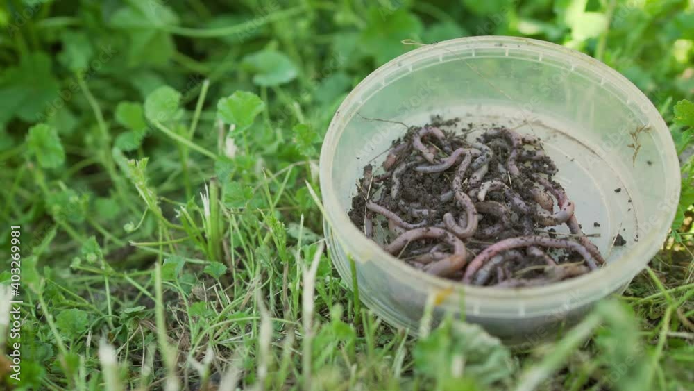 Earthworms in a jar. Red worms in a box in the manure, against a ...