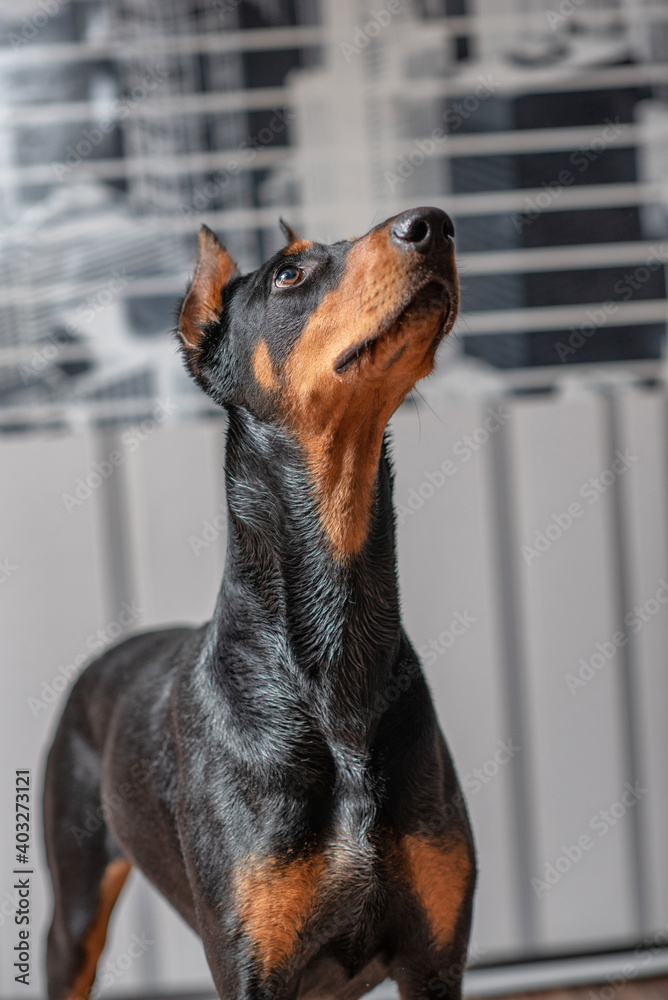 Can I Have A Doberman In A Apartment
