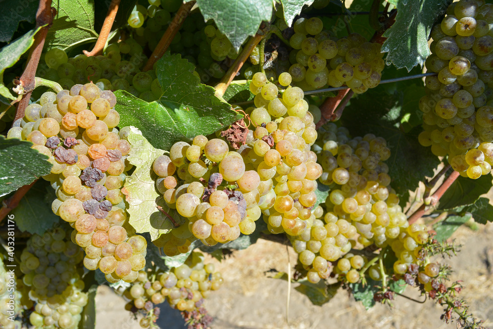 Uvas chilenas Stock Photo | Adobe Stock