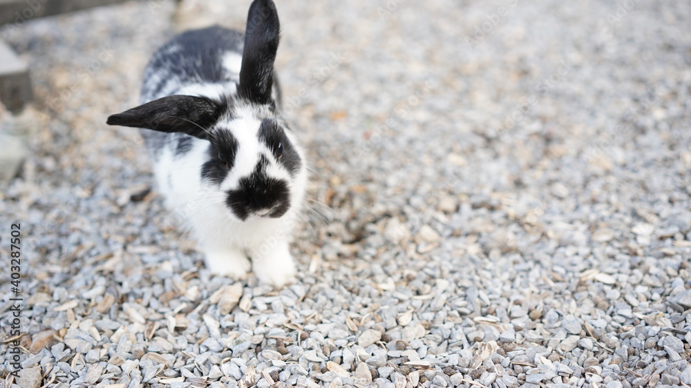 Young adorable bunny stand on white background. Cute baby rabbit for ...