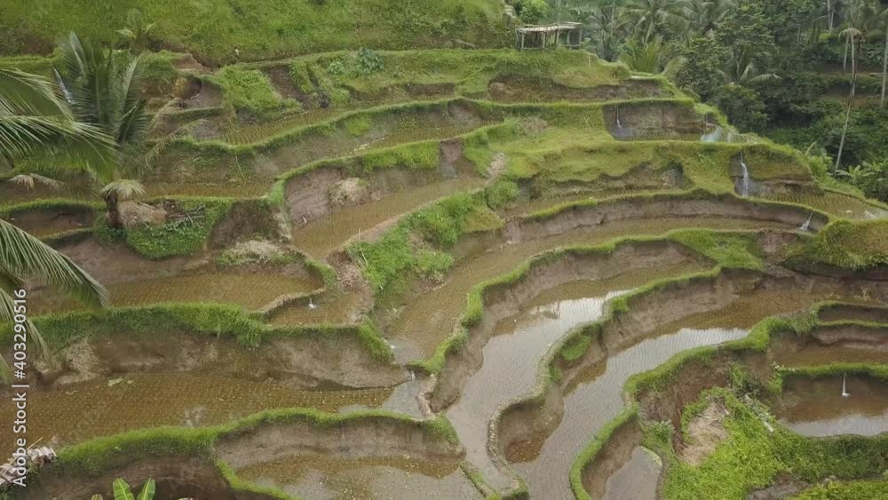 Aerial morning scene of Teggalagang Rice Terraces with water-filled ...