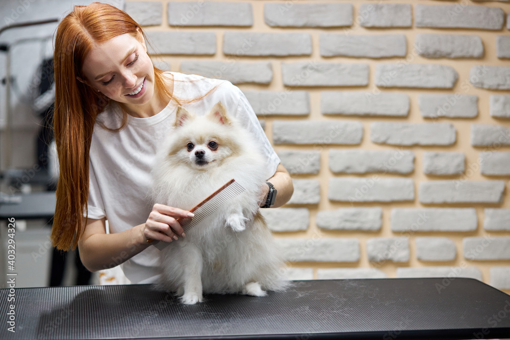 groomer combing wool of spitz in salon, grooming master cuts and shaves ...