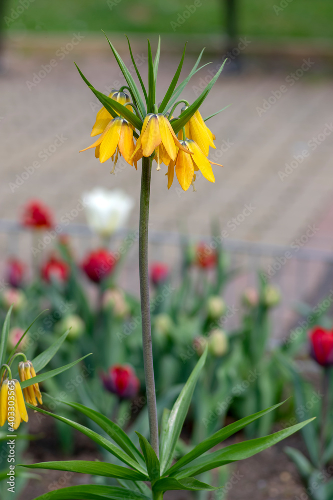 Fritillaria imperialis Maximea Lutea crown imperial flower in bloom ...