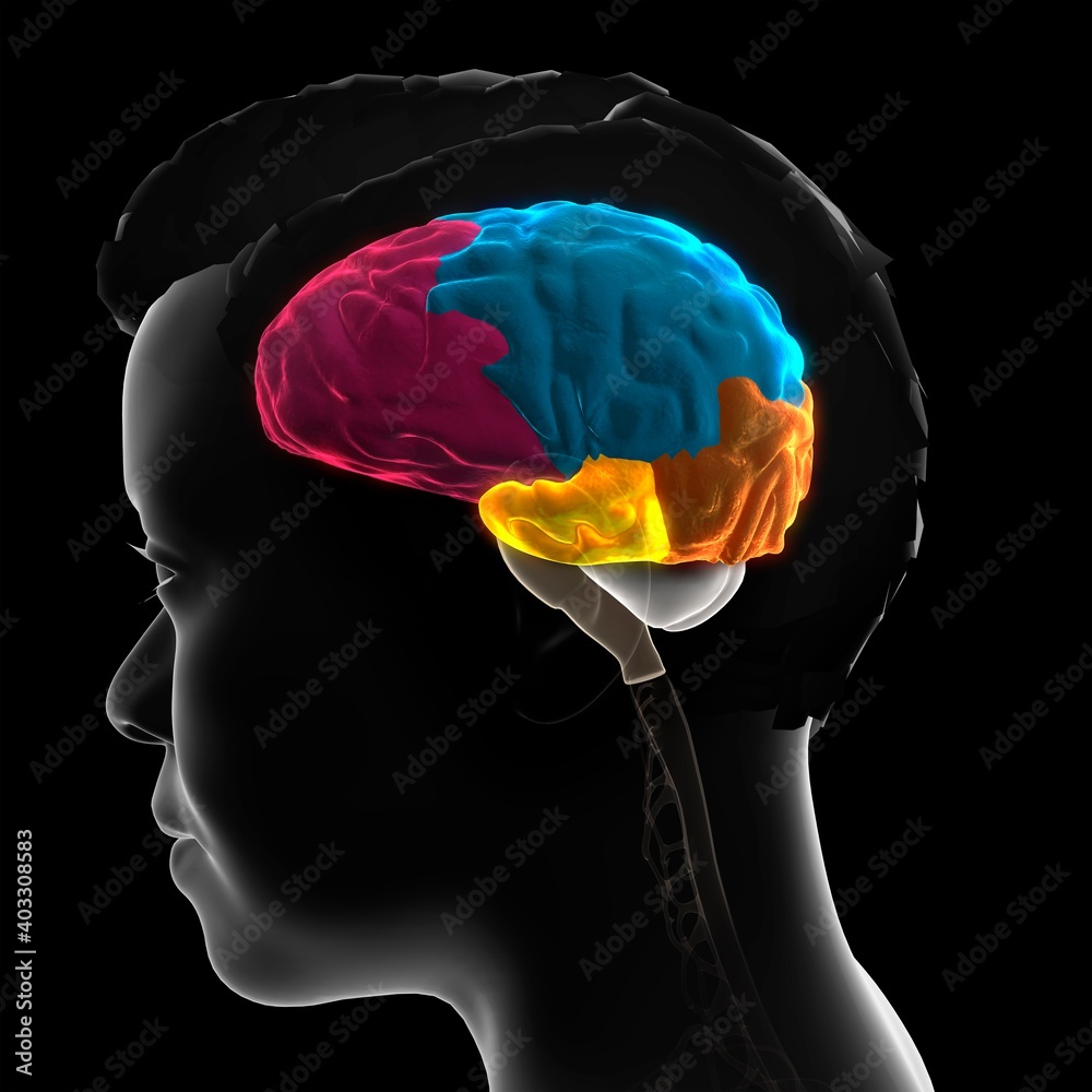 Anatomy of a human brain, side view. Colored parts: Frontal lobe ...