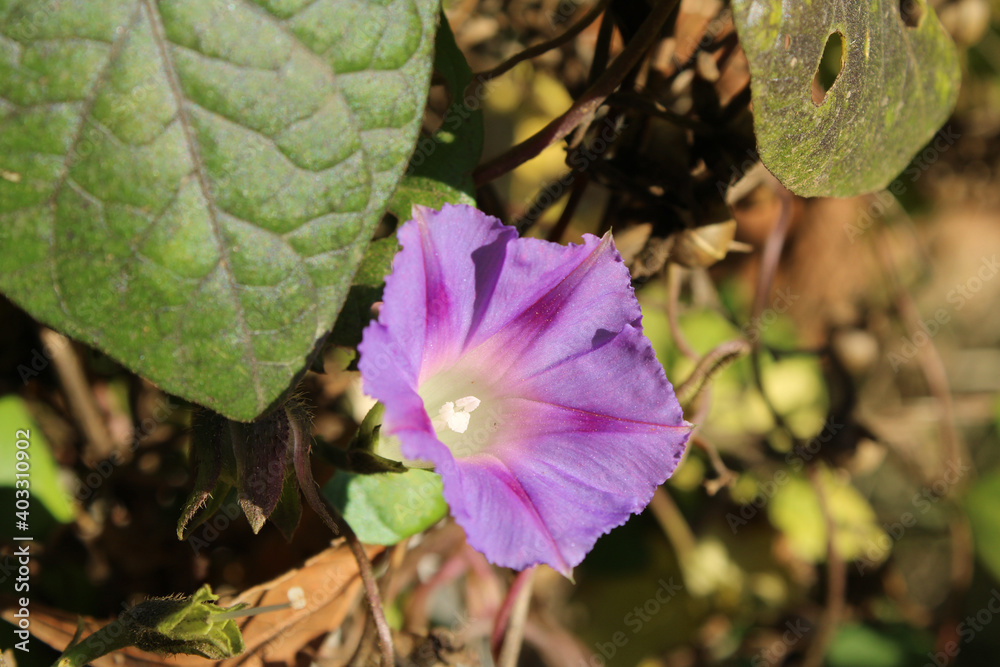 Ipomoea purpurea, the common morning-glory, tall morning-glory, or ...