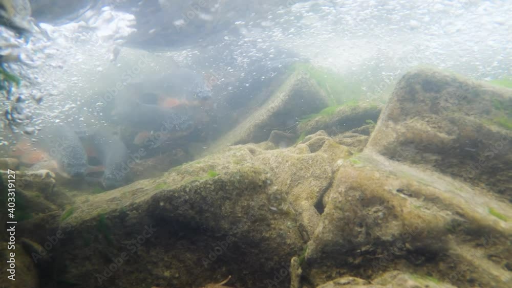 Underwater footage of Nase carp. Spawning Chondrostoma nasus ...