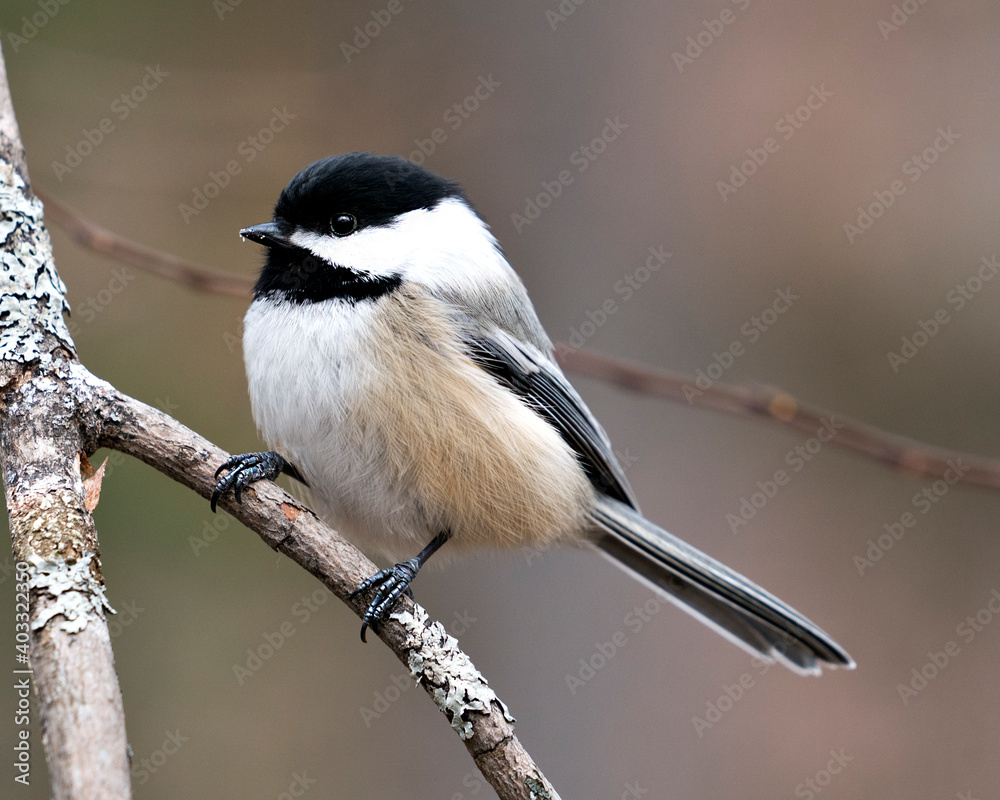 Chickadee Stock Photos. Close-up profile view on a tree branch with a ...
