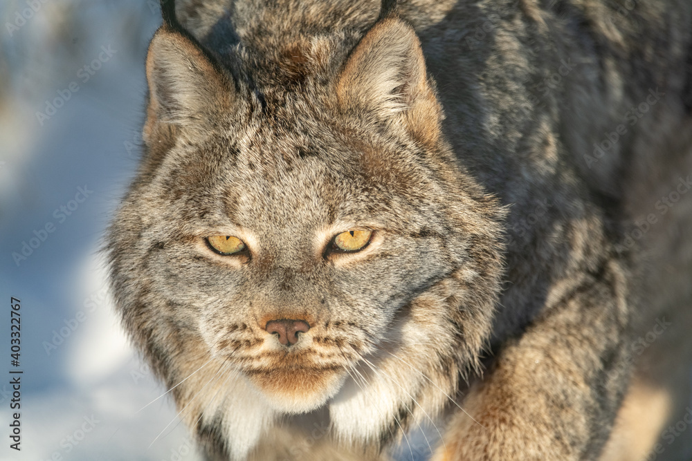 A Canadian lynx seen in wilderness, natural landscape with full face ...