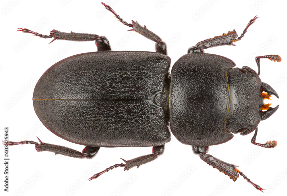 Foto de Dorcus parallelipipedus, the lesser stag beetle, is a species ...