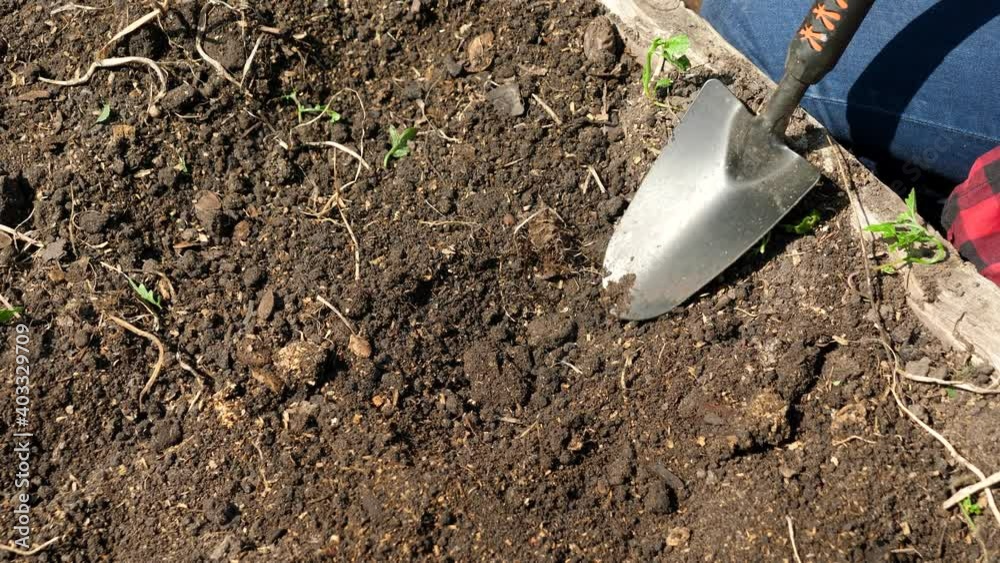 Closeup of digging hole in ground with garden spade. Cultivating soil ...