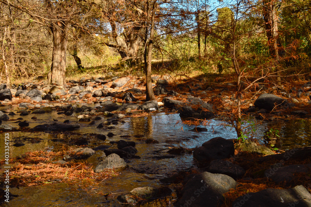 Río con fauna Stock Photo | Adobe Stock