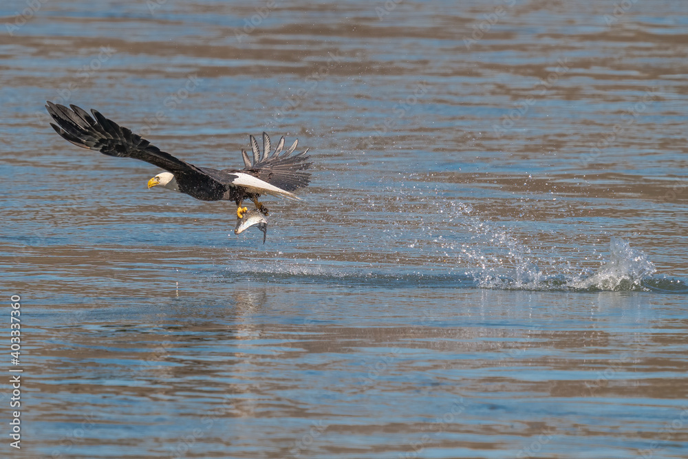 American bald eagle swooping down to grab a fish in conowingo dam Stock ...