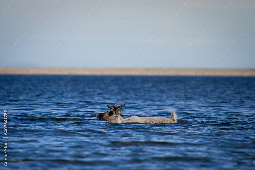 Young barren-ground caribou, rangifer tarandus groenlandicus, swimming ...