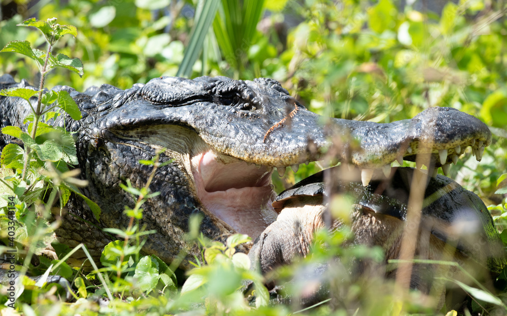 alligator eating snapping turtle Stock Photo | Adobe Stock