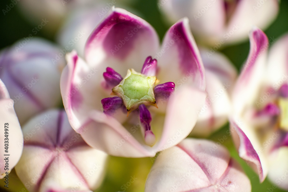 Foto de Calotropis gigantea, the crown flower calotropis gigantea has ...