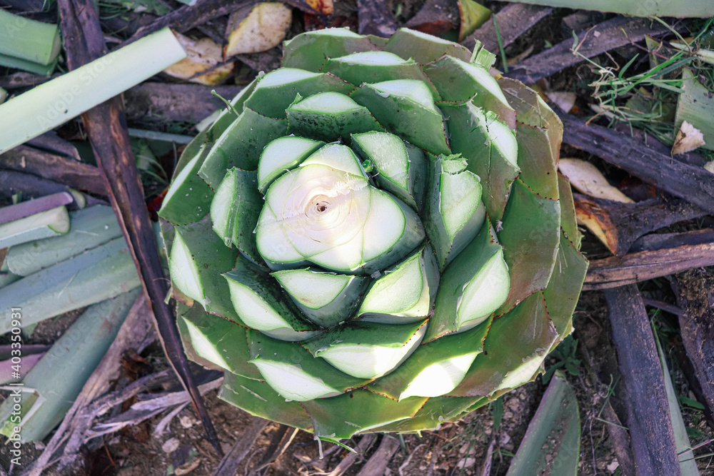 Jima Corte de las pencas de agave para la elaboración del mezcal y ...
