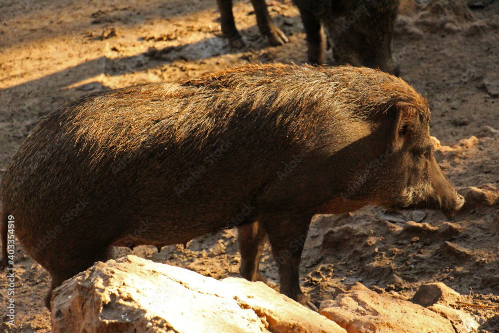 The wild boar probably originated in Southeast Asia during the Early ...