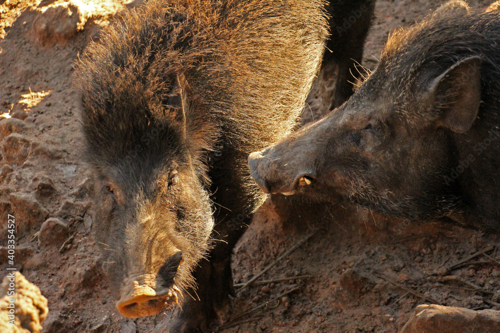 The wild boar probably originated in Southeast Asia during the Early ...