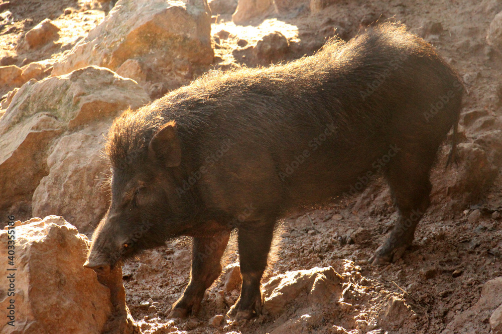 The wild boar probably originated in Southeast Asia during the Early ...